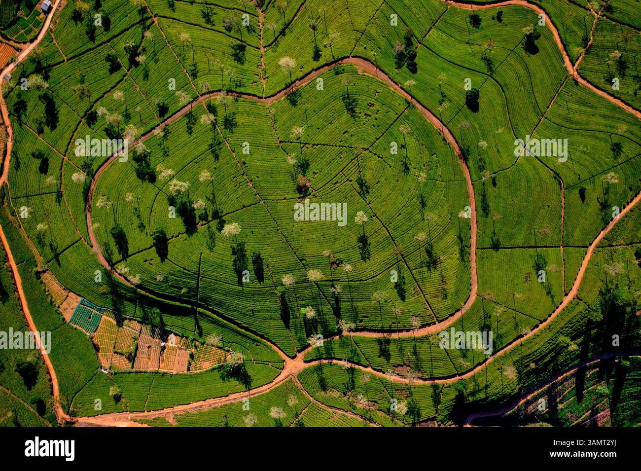 Aerial view of Ella Tea Garden, Nuwara Eliya, Sri Lanka Stock Photo - Alamy