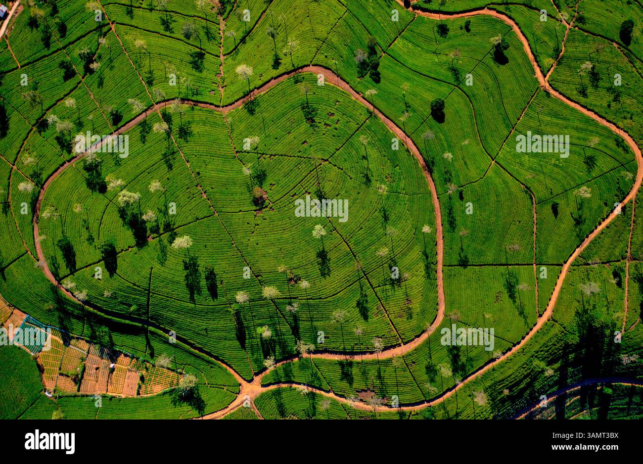 Aerial view of Ella Tea Garden, Nuwara Eliya, Sri Lanka Stock Photo - Alamy