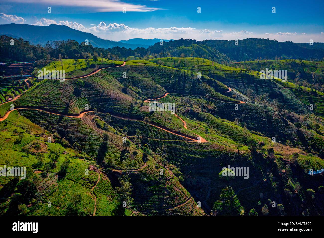 Aerial view of Ella Tea Garden, Nuwara Eliya, Sri Lanka Stock Photo - Alamy