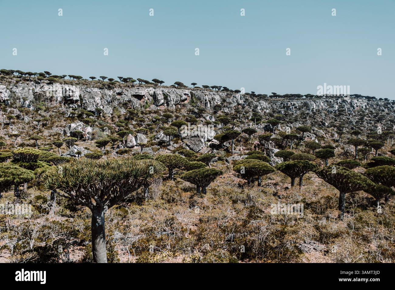 Dragon blood trees densely populate the rocky Diksam Plateau in Socotra ...
