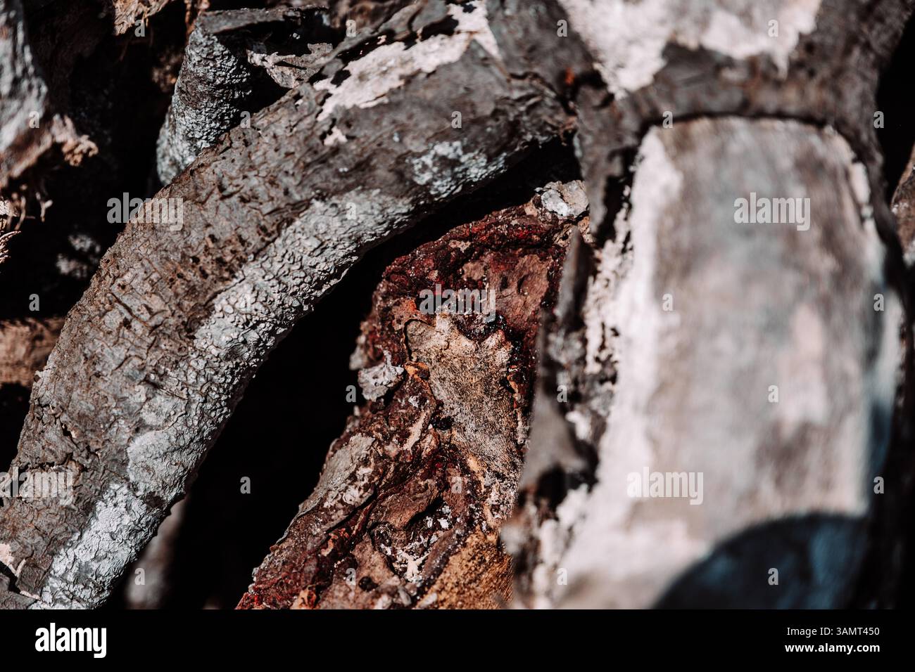 Dragon blood tree bark hi-res stock photography and images - Alamy