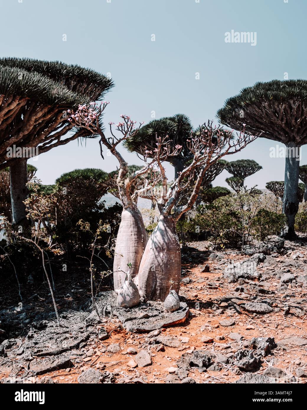 Dragon blood tree and bottle tree on rocky terrain in Diksam Plateau ...