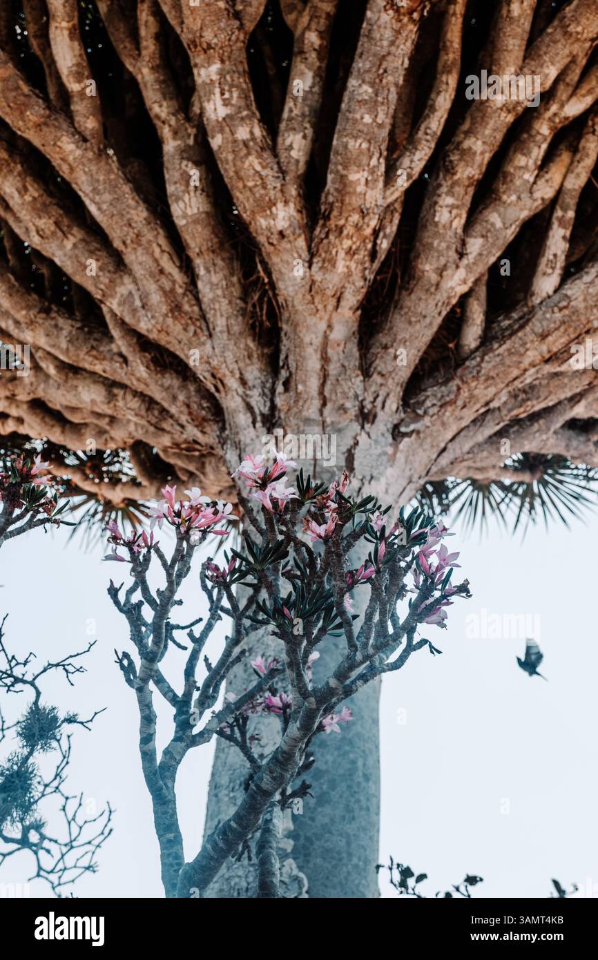 Dragon blood tree and bottle tree on rocky terrain in Diksam Plateau ...