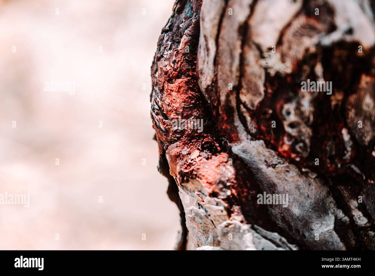 Close-up of Dragon Blood tree bark and resin in Diksam Plateau, Socotra ...