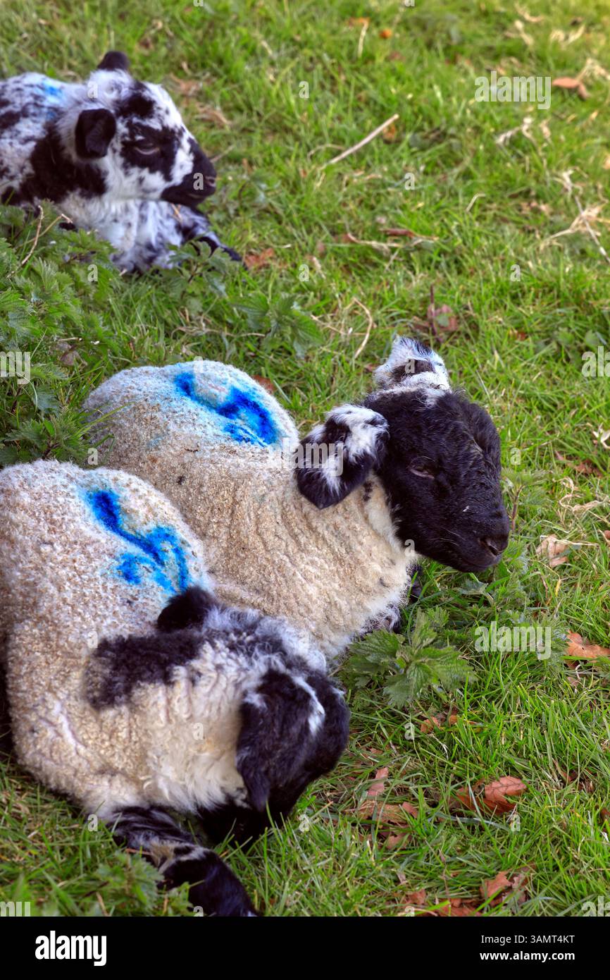 Newborn lambs with blue markings, near Bristol, England, South West ...