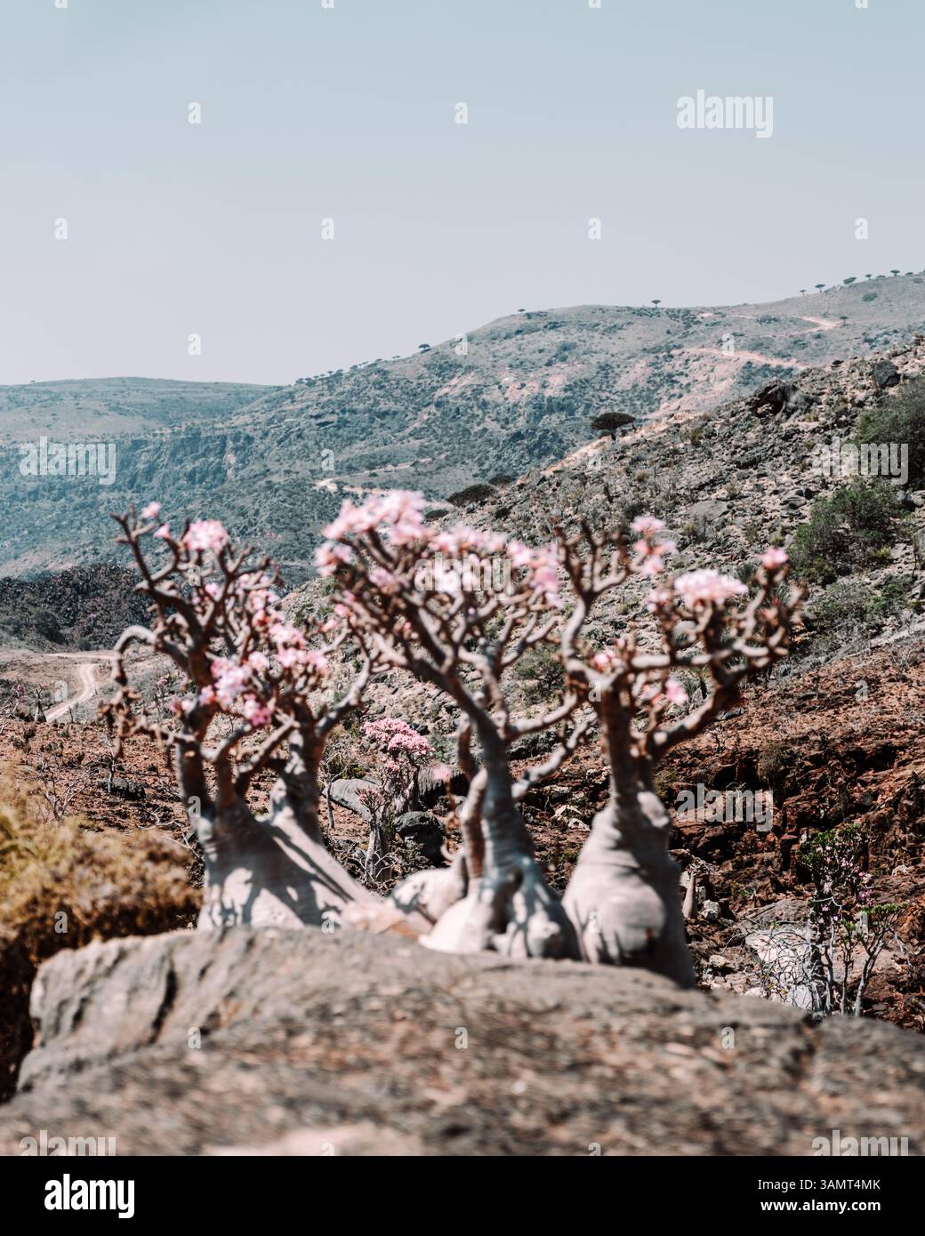 Bottle tree in bloom with distant dragon blood trees, Diksam Plateau ...