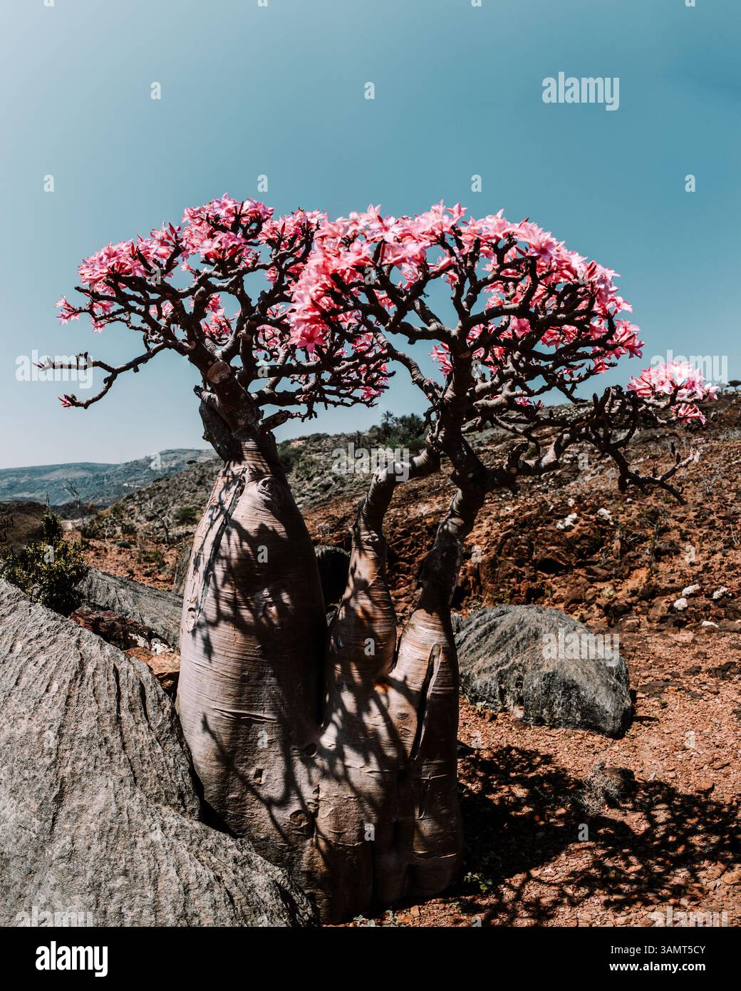Bottle tree in bloom with distant dragon blood trees, Diksam Plateau ...