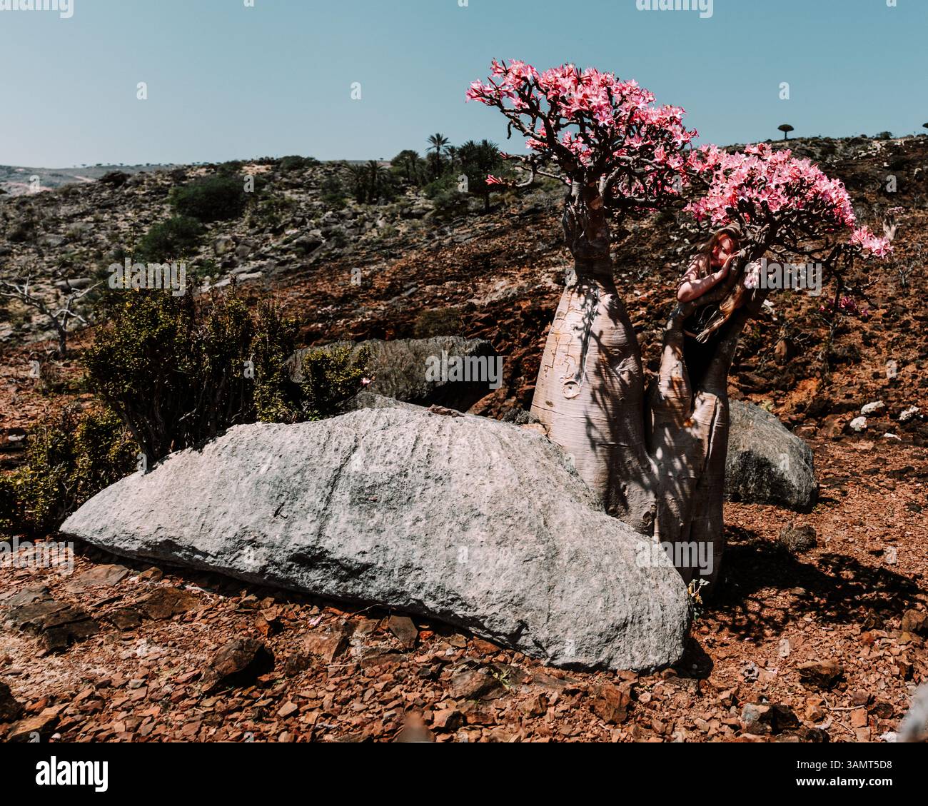 Bottle tree in bloom with distant dragon blood trees, Diksam Plateau ...