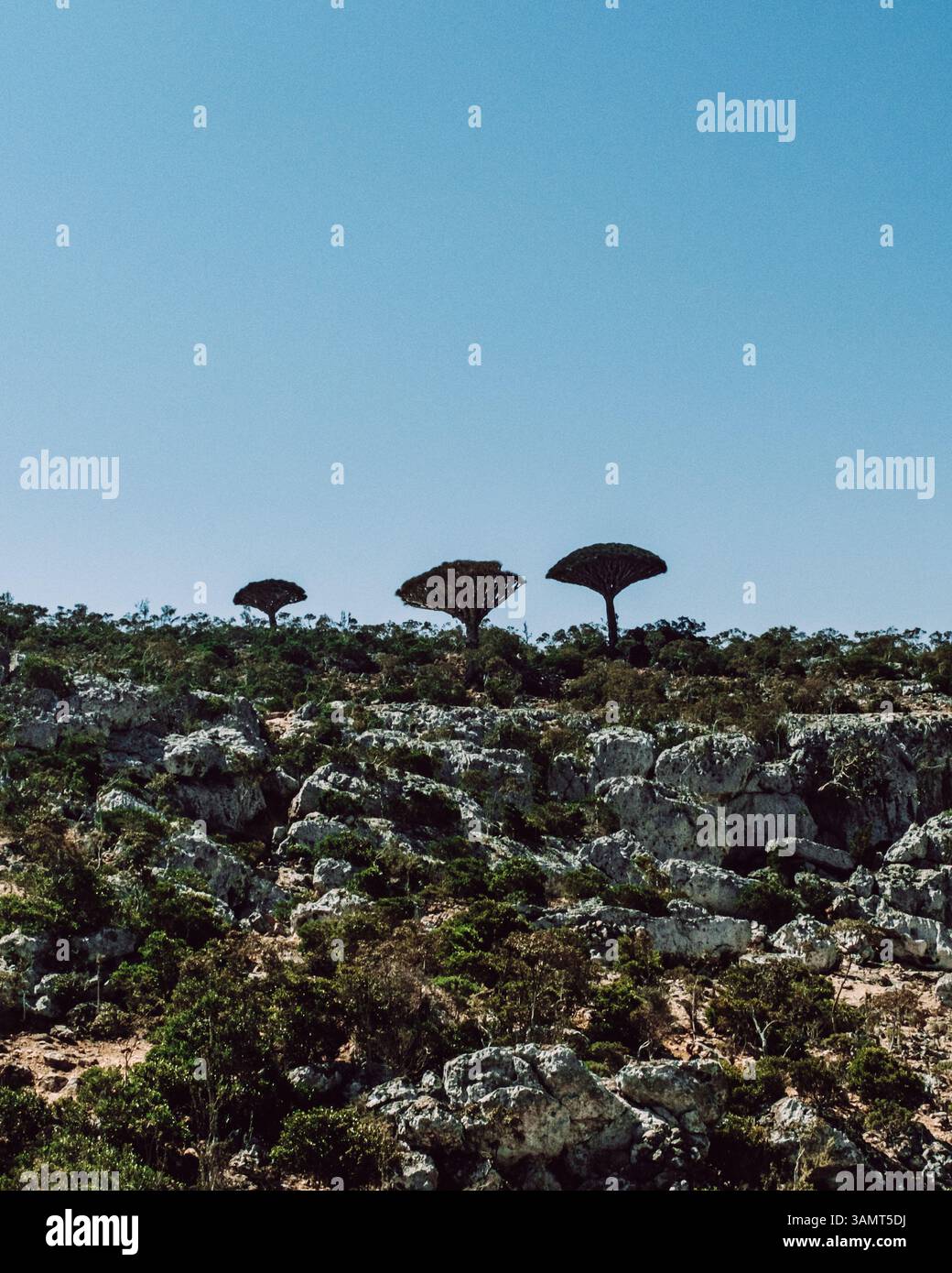 Dragon blood trees on Diksam Plateau, Socotra Island, Yemen, in arid ...