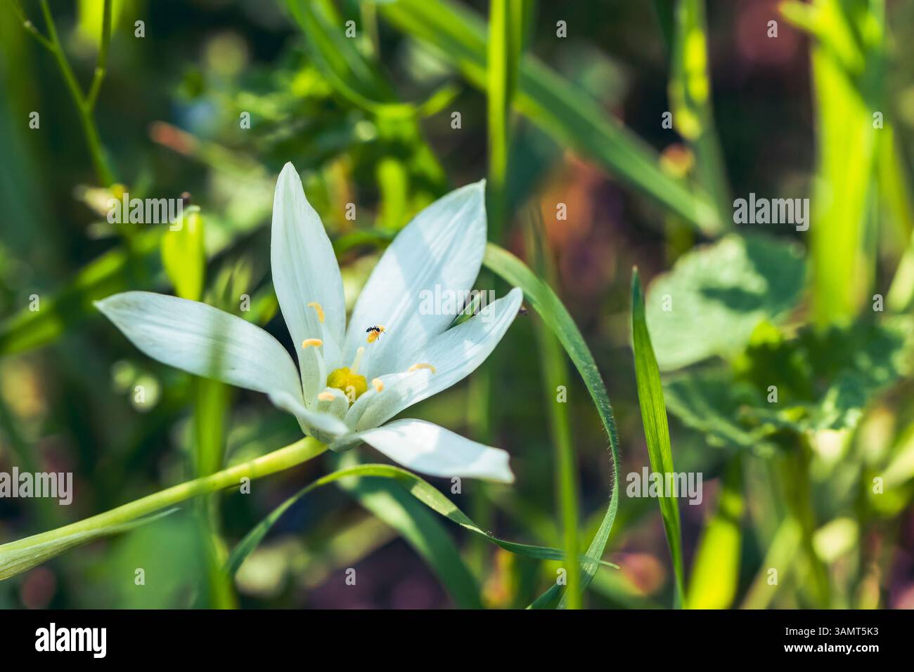 Star of Bethlehem flower in a blooming meadow Stock Photo - Alamy