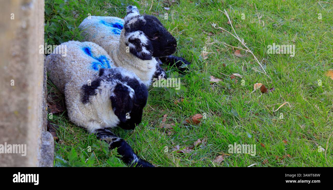 Newborn lambs with blue markings, near Bristol, England, South West ...