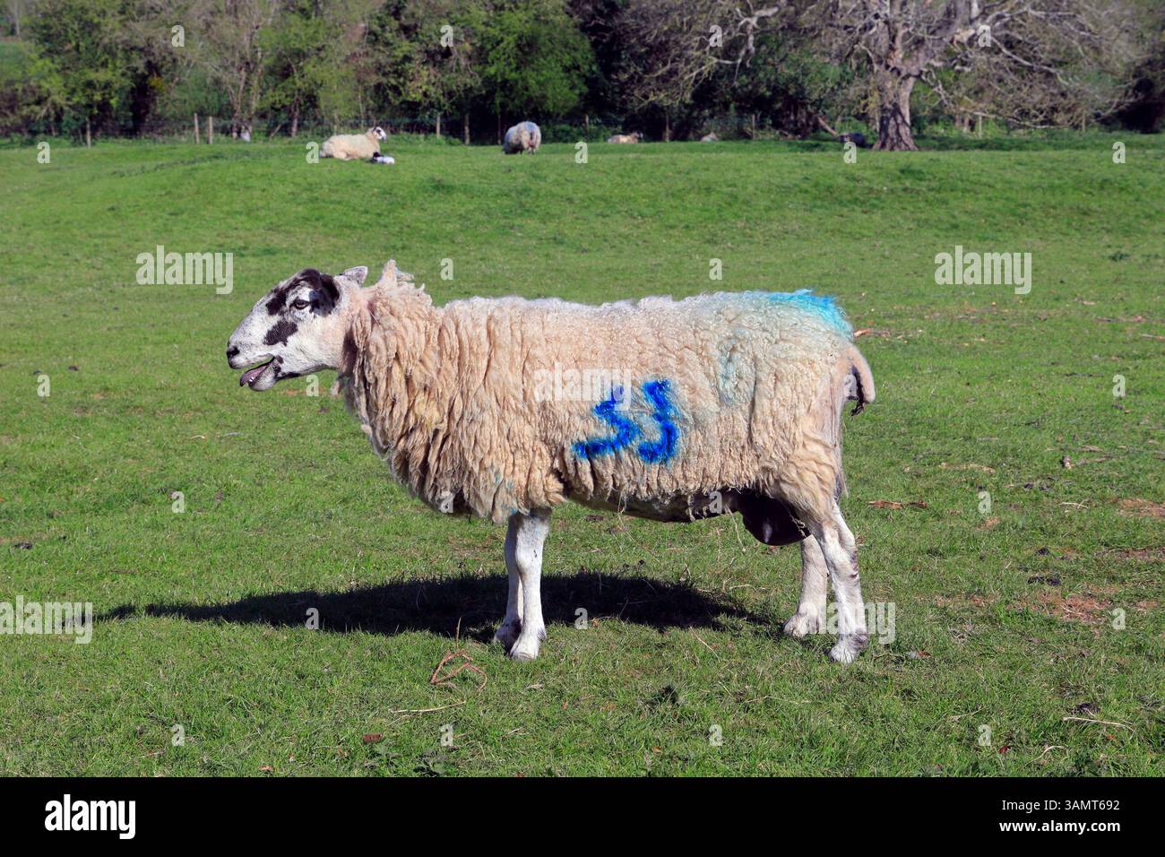 Adult female sheep in a field near Bristol, England, South West England ...