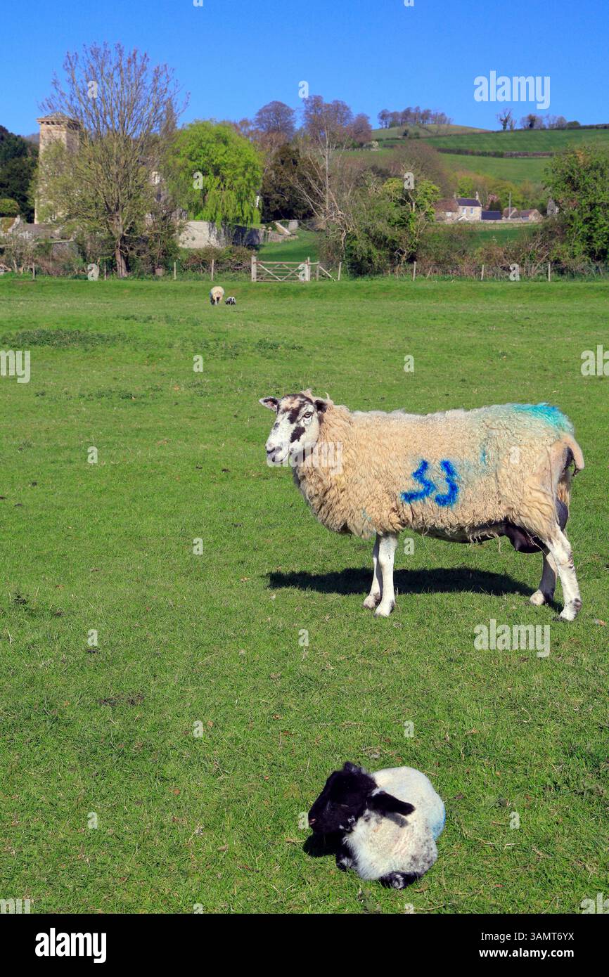 Adult sheep with a black faced lamb in a field near Bristol, England ...