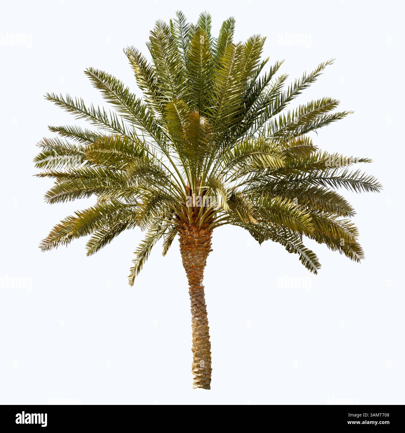 Tree views Cut Out Stock Images & Pictures - Alamy