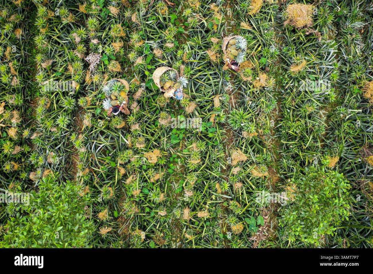 Aerial view of farmer working in a pineapple field, Madhupur city ...