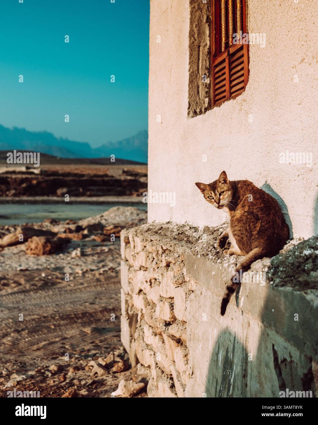 A cat relaxes by a rustic stone wall at Delisha Beach, Socotra, Yemen ...