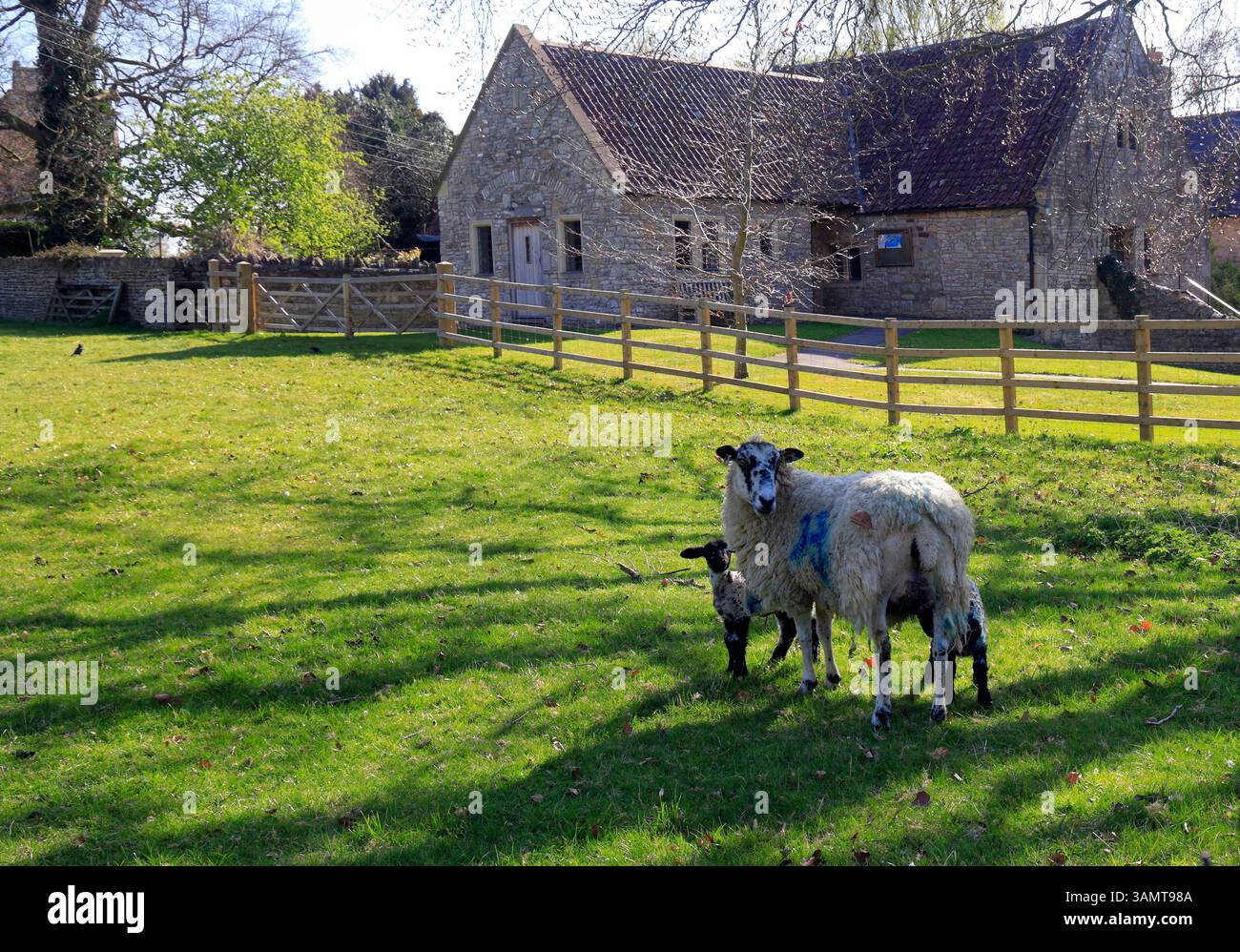 Sheep with newborn lambs, in front of Kelston village hall, Kelston ...