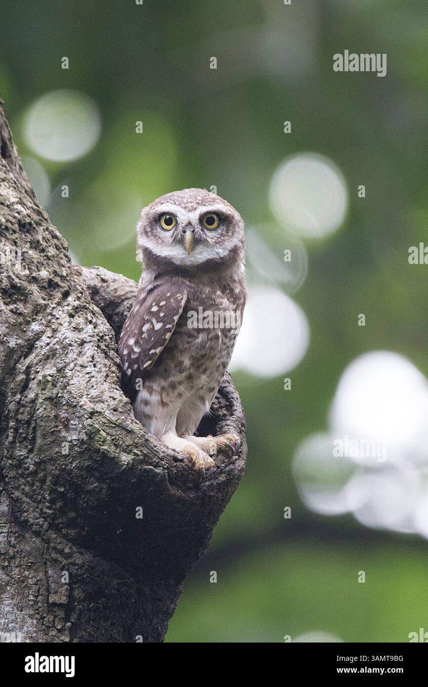 Southern white faced scops owl Stock Photo - Alamy