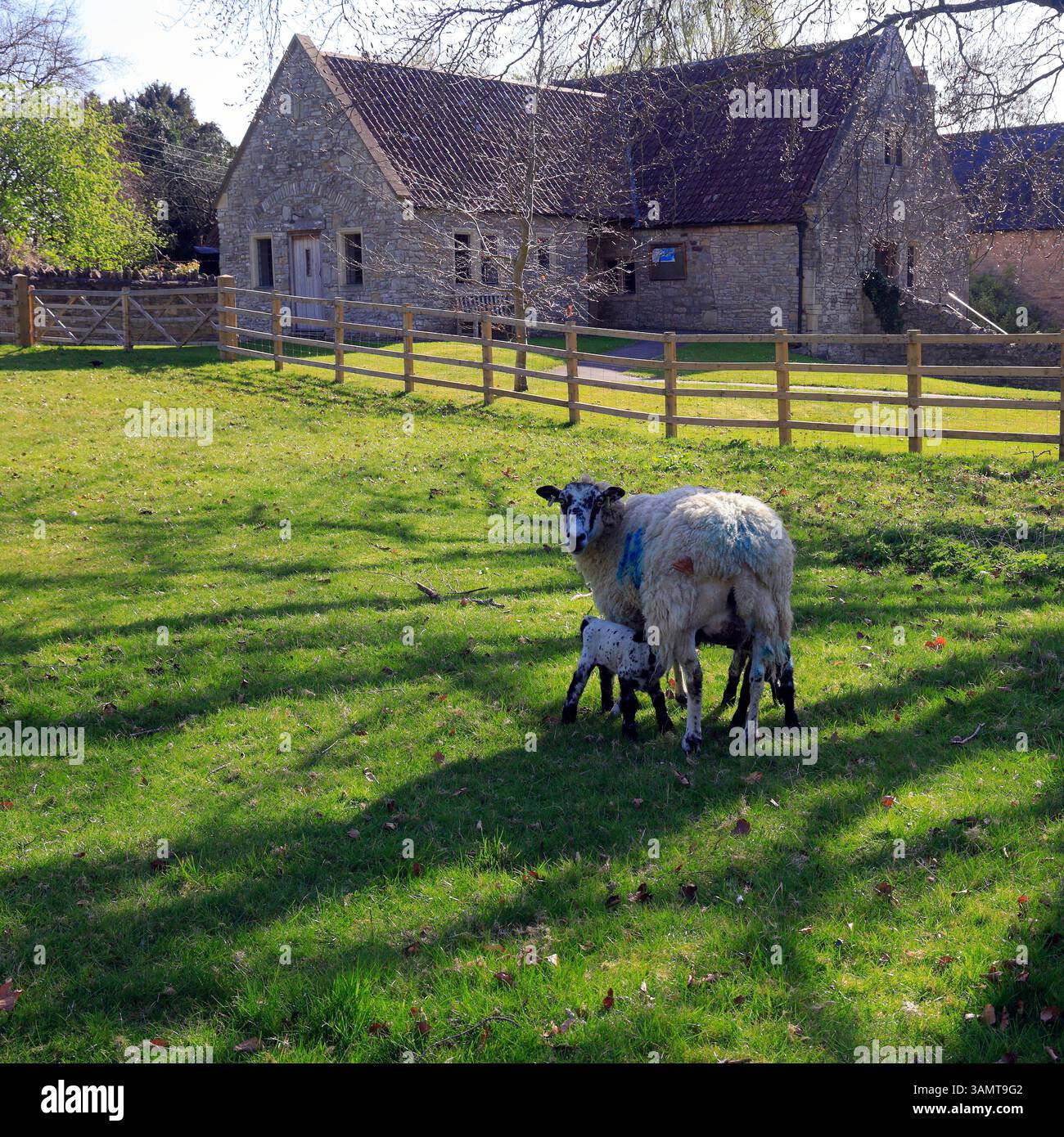 Sheep with newborn lambs, in front of Kelston village hall, Kelston ...