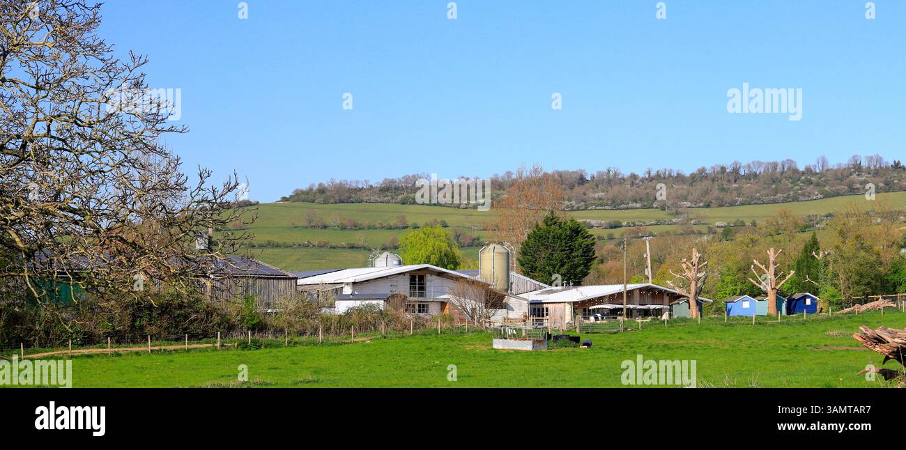 Bath Soft Cheese factory and café buildings, Park Farm, Kelston village ...