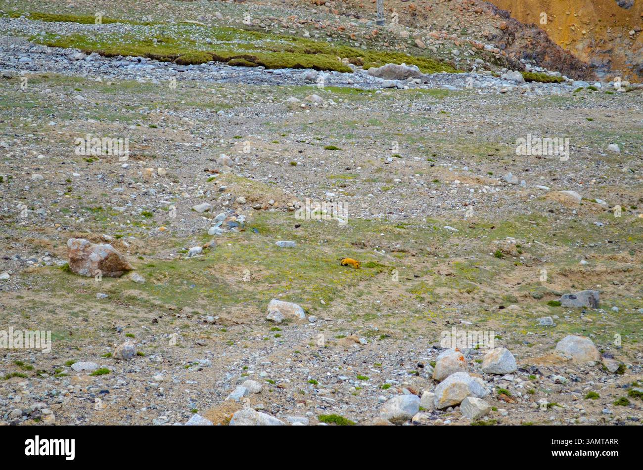 A colony of Golden Marmots at Khunjerab National Park, Upper Hunza (an ...