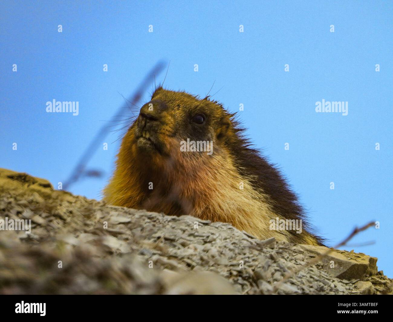 A colony of Golden Marmots at Khunjerab National Park, Upper Hunza (an ...