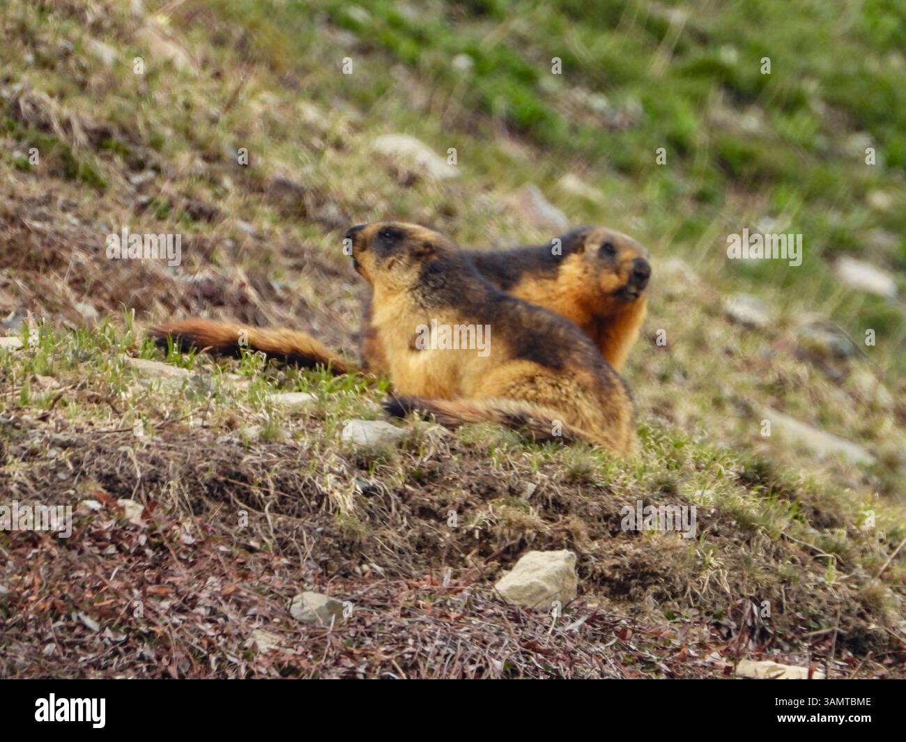 A colony of Golden Marmots at Khunjerab National Park, Upper Hunza (an ...