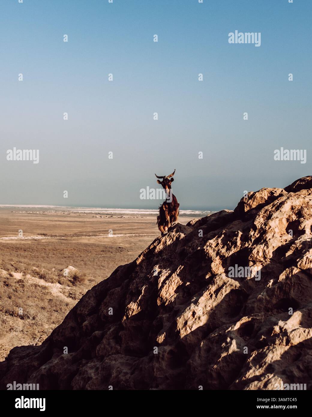 Goat perched on rocky cliff near Dogub Cave, Socotra Island, Yemen ...