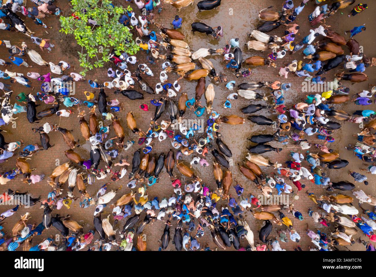 Aerial view of people feeding animals at Goru Hate, a cattle selling ...