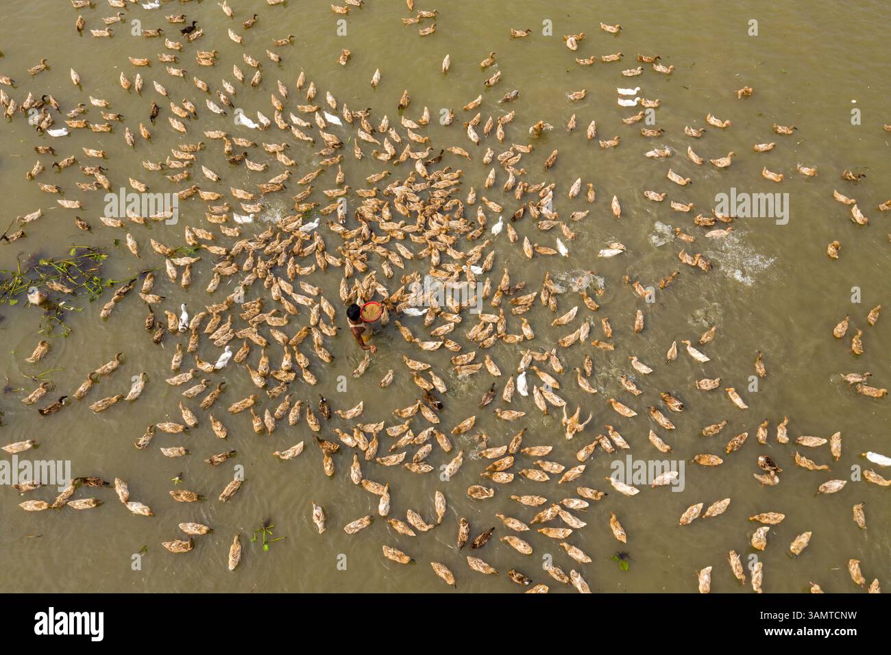 Aerial view of a flock of ducks resting along Bengali river shoreline ...