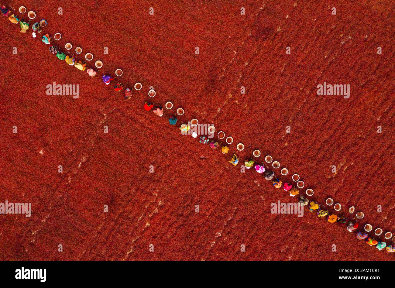 Aerial view of a huge red chili field from above, view of people ...