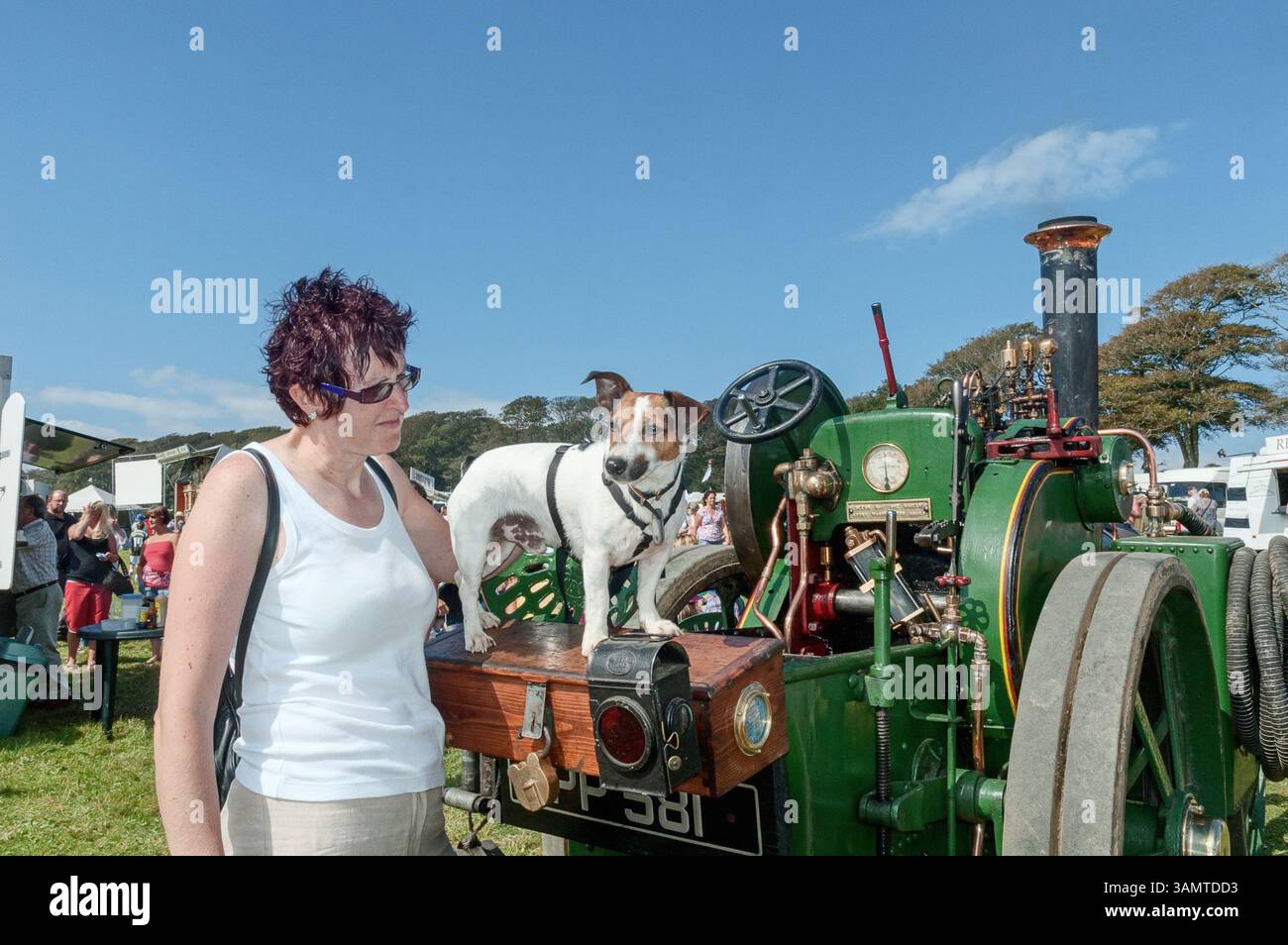 A Jack Russel dog stands on a steam engine at Morval vintage rally 2007 ...