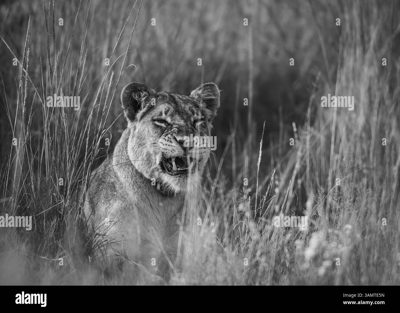 Beautiful shot big white Black and White Stock Photos & Images - Alamy