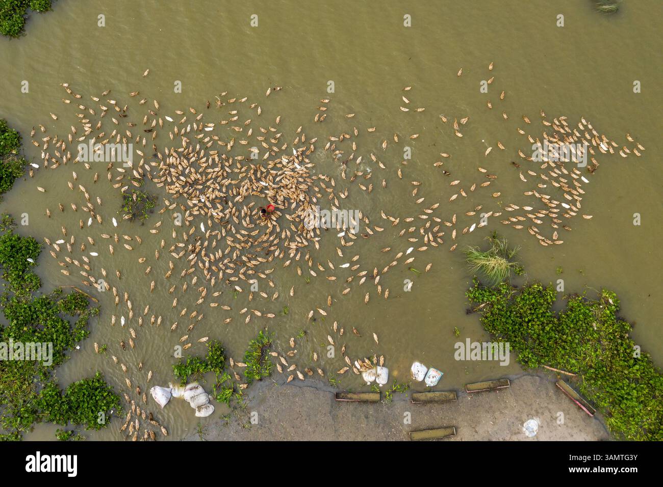 Aerial view of a flock of ducks resting along Bengali river shoreline ...