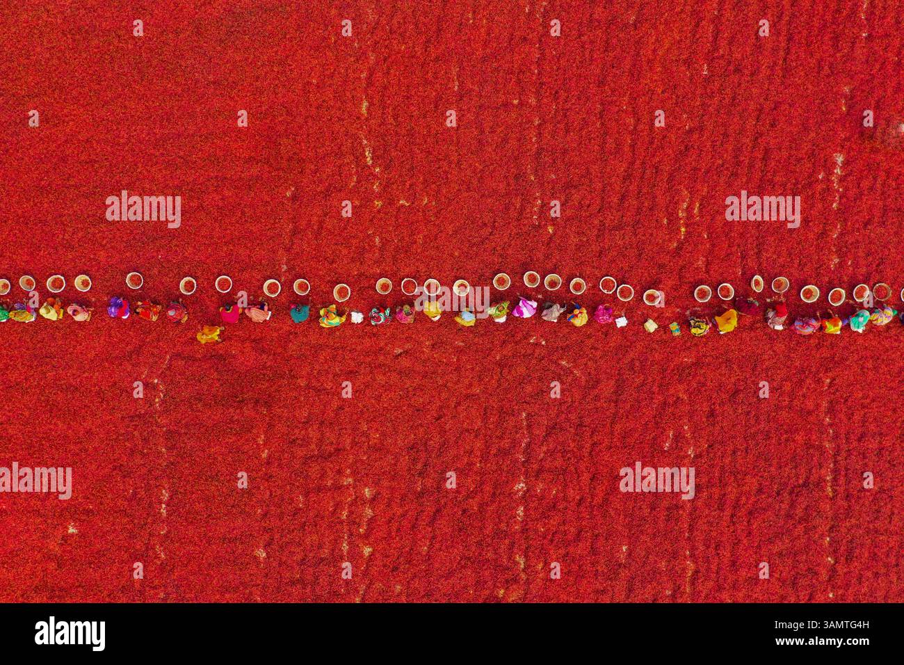 Aerial view of a huge red chili field from above, view of people ...