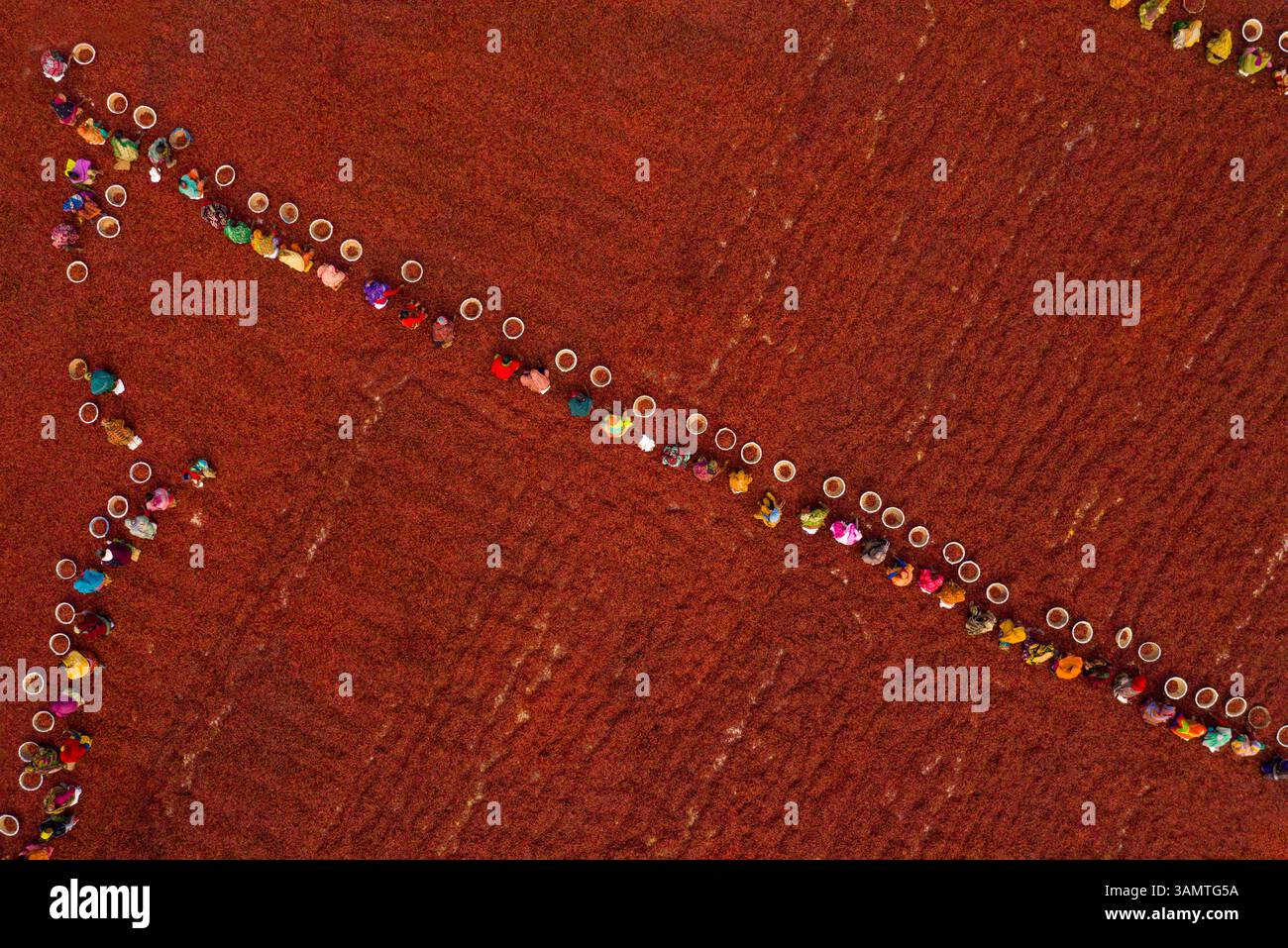 Aerial view of a huge red chili field from above, view of people ...