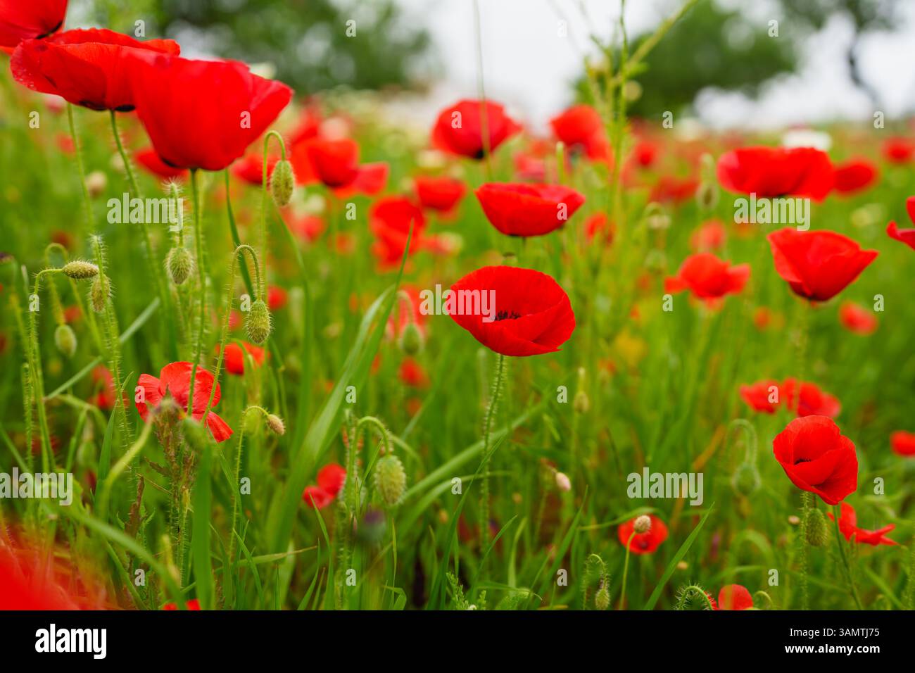 Vivid red poppies rise through fresh spring grass in a lively ...