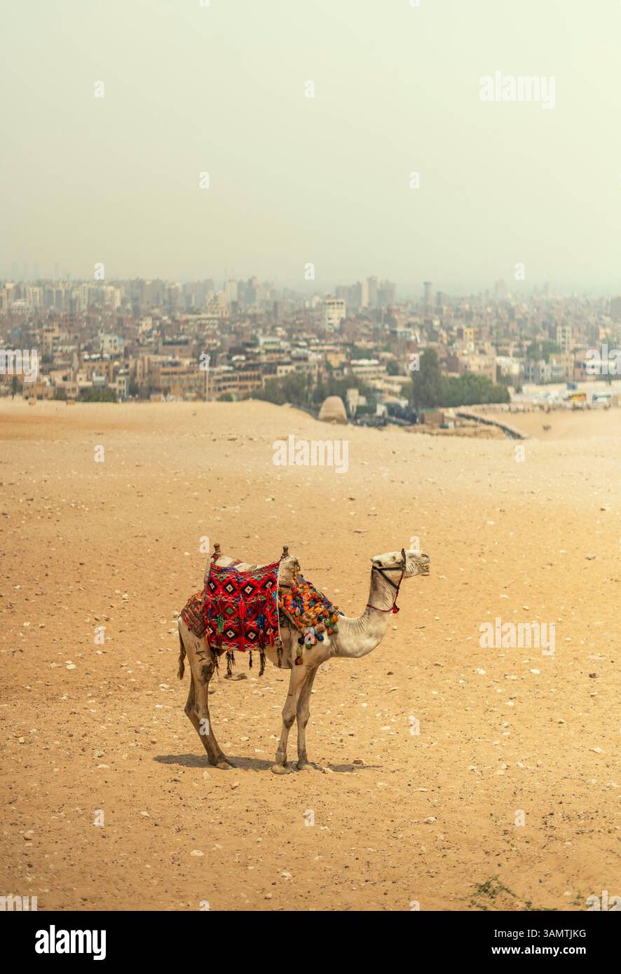 Aerial view of vast desert landscape with camels and ancient pyramids ...