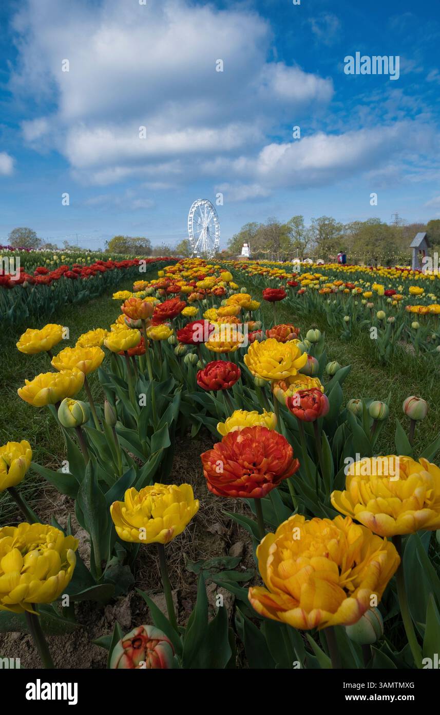 Fields of colourful Tulip flowers at Tulley's April Tulip Fest in ...