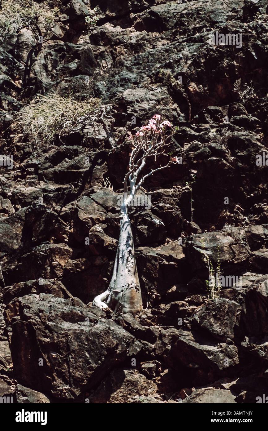 Desert rose tree blooming from rocky cliff in Wadi Dirhur, Socotra ...
