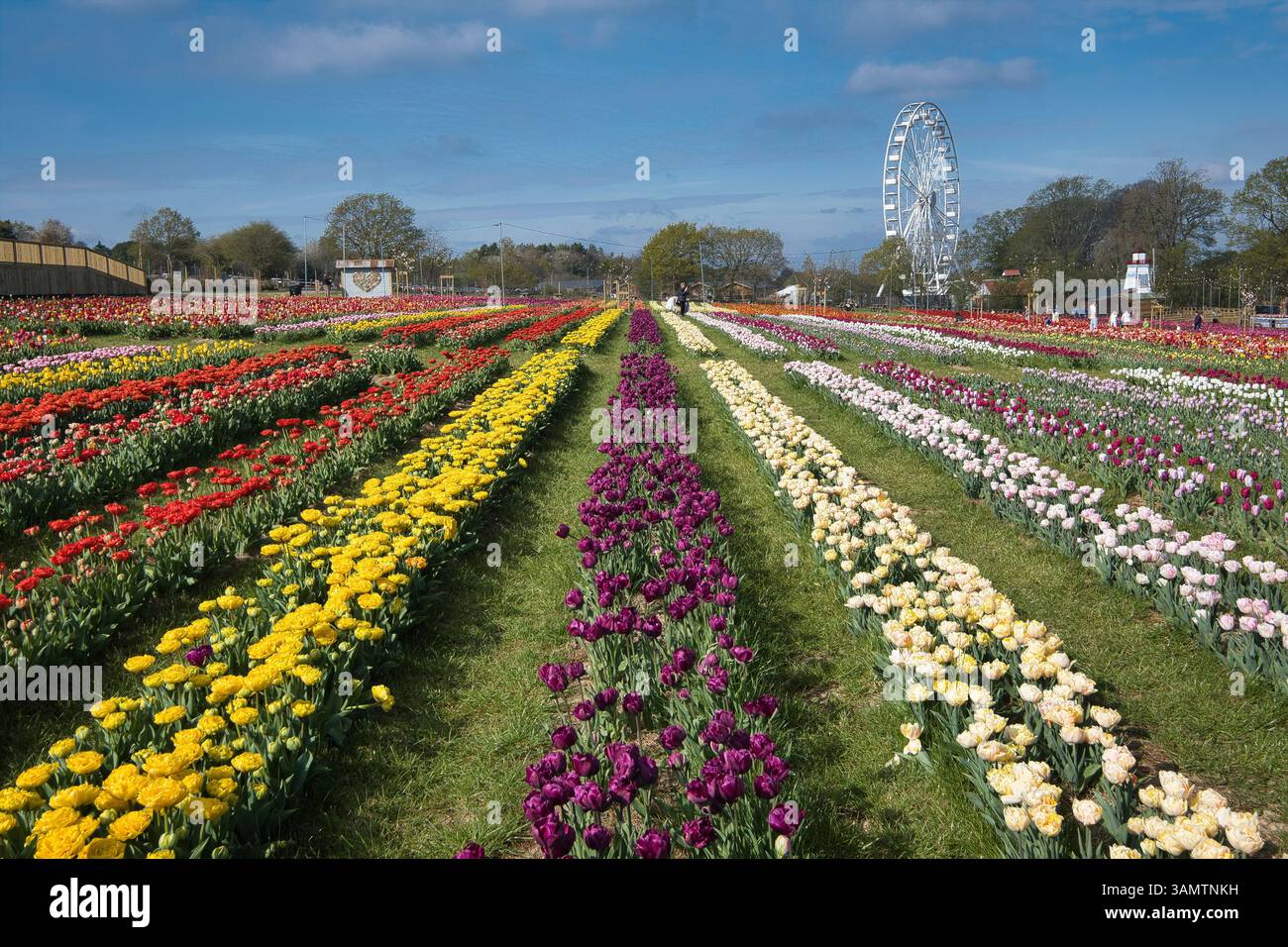 Fields of colourful Tulip flowers at Tulley's April Tulip Fest in ...