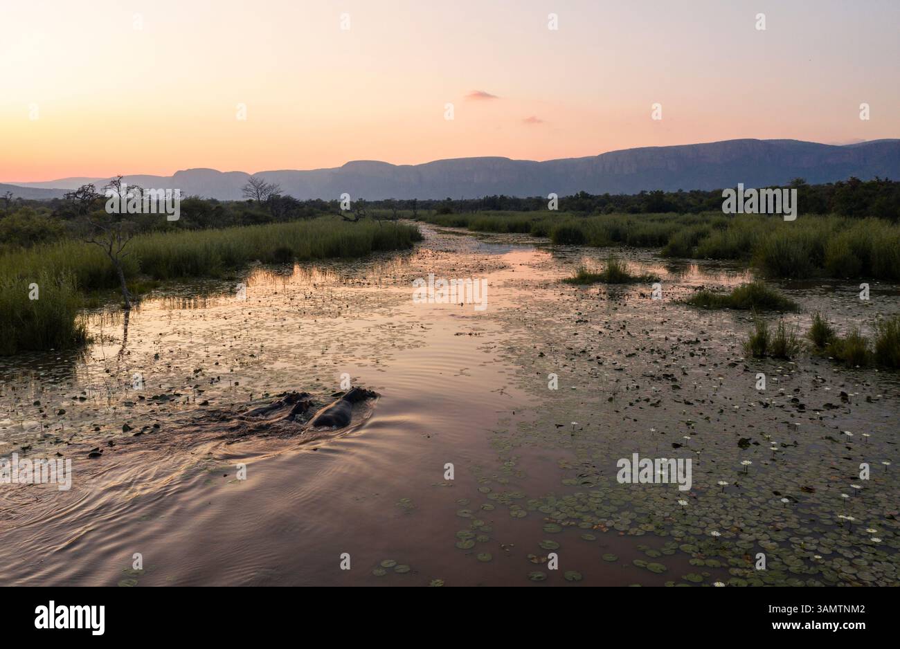 Aerial view of serene wetlands with hippos in river at sunset ...