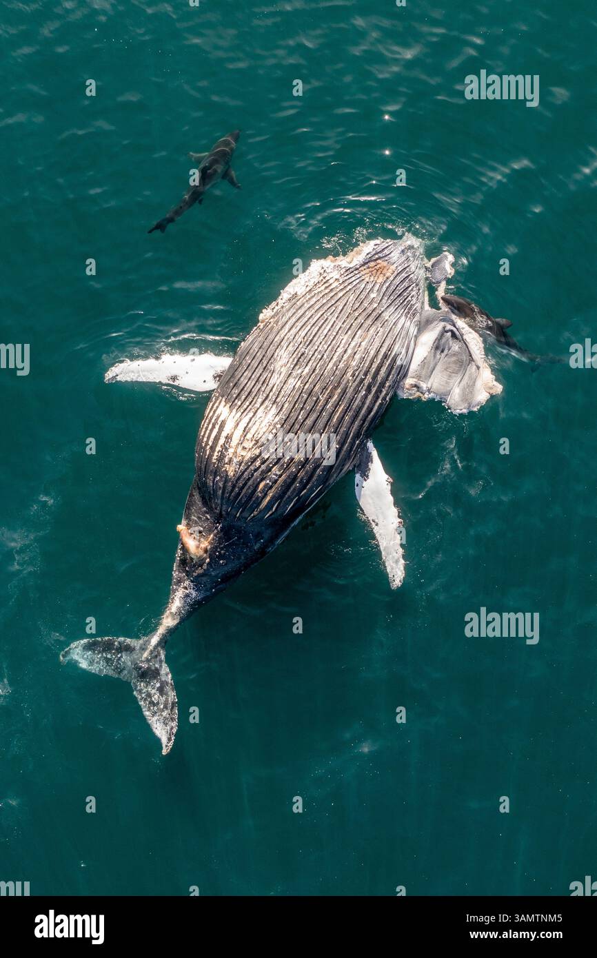 Aerial view of Great white sharks feeding on a humpback whale in Indian ...