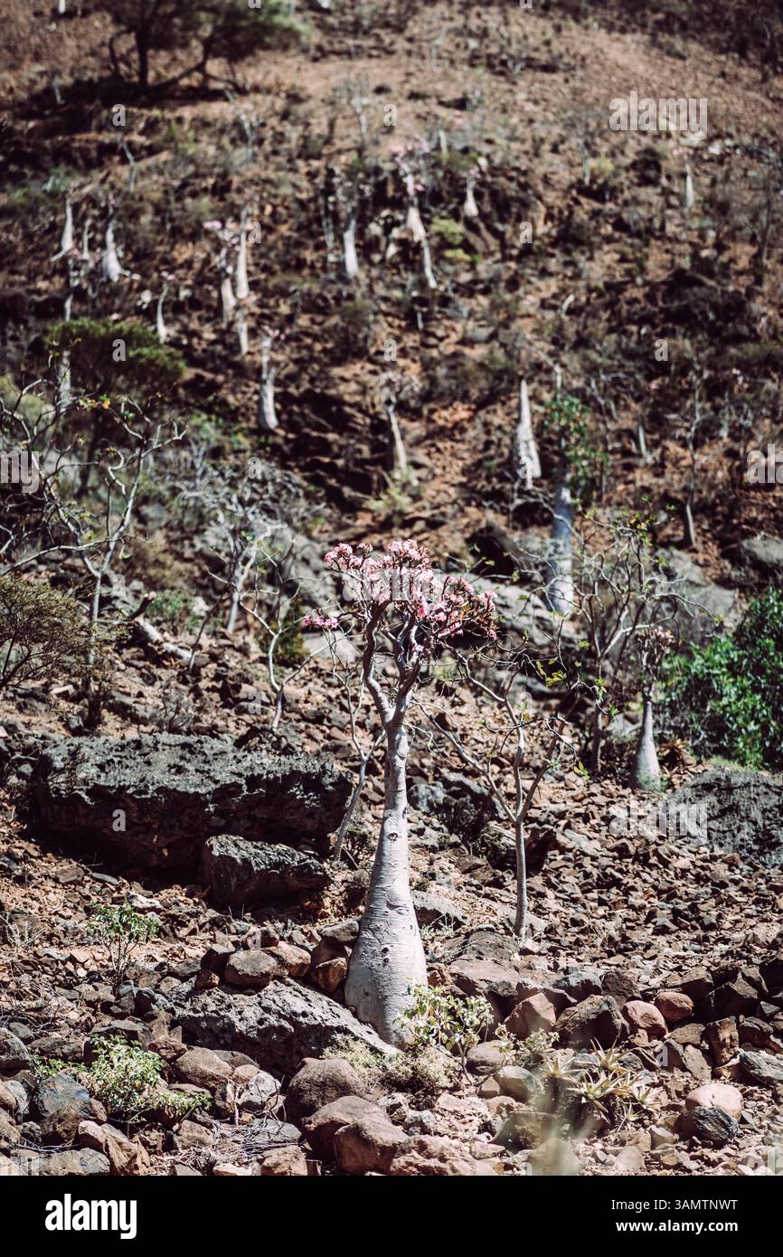 Cluster of desert rose trees on rocky slopes in Wadi Dirhur, Socotra ...