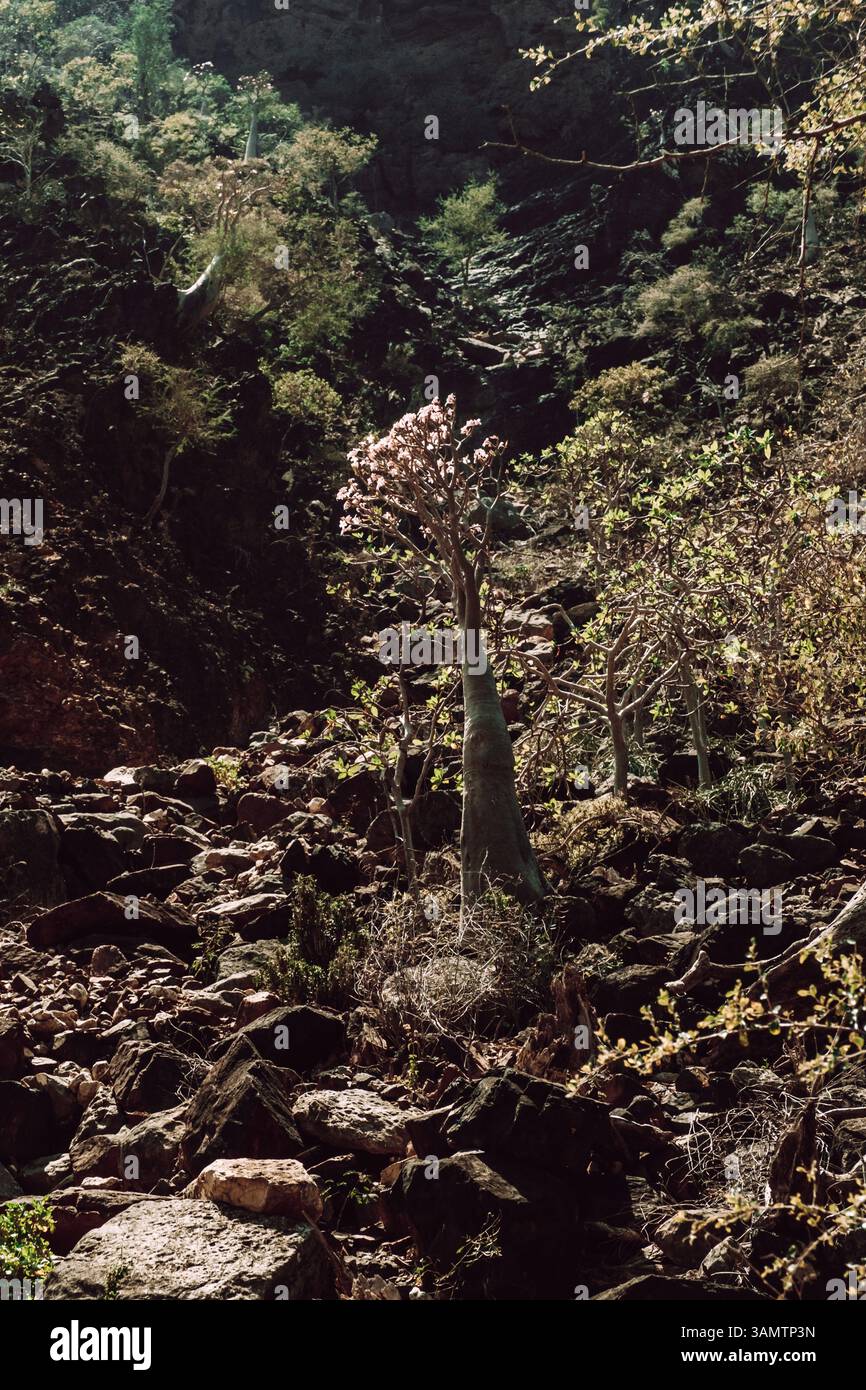 Blooming desert rose tree in Wadi Dirhur valley, Socotra, Yemen Stock ...