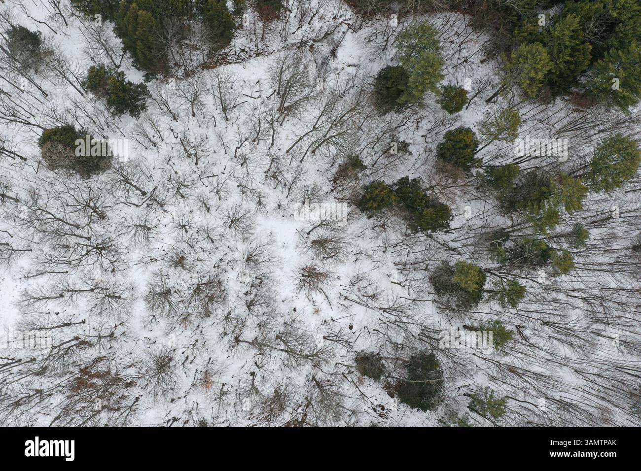 Aerial Drone View of Woodlands Top Down view of Trees in wintertime ...