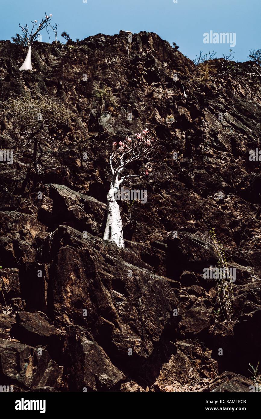 Blooming desert rose tree in Wadi Dirhur valley, Socotra, Yemen Stock ...