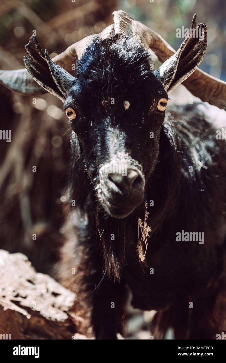 Close-up portrait of a black goat in Wadi Dirhur, Socotra, Yemen Stock ...