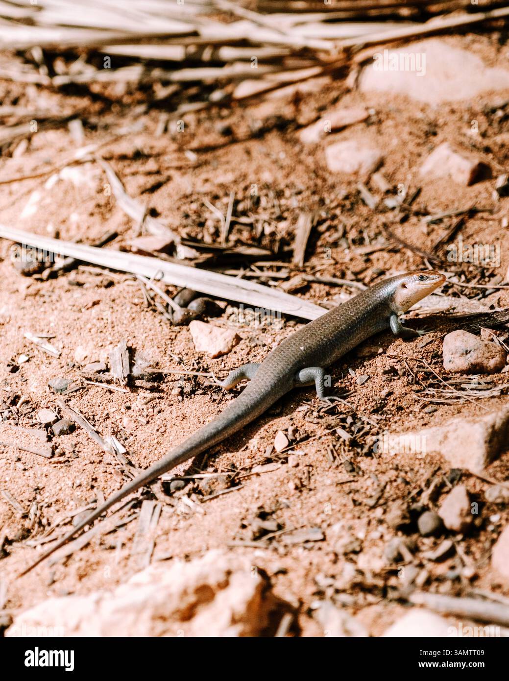 Lizard basking on dry sandy ground in Socotra, Yemen Stock Photo - Alamy