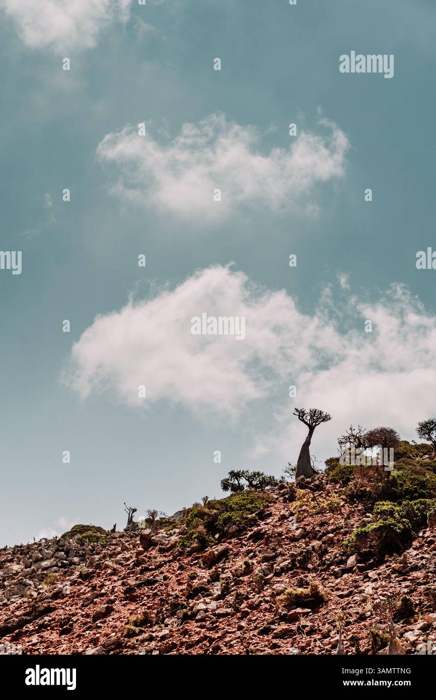 Desert rose tree on rocky hillside under blue sky in Socotra, Yemen ...